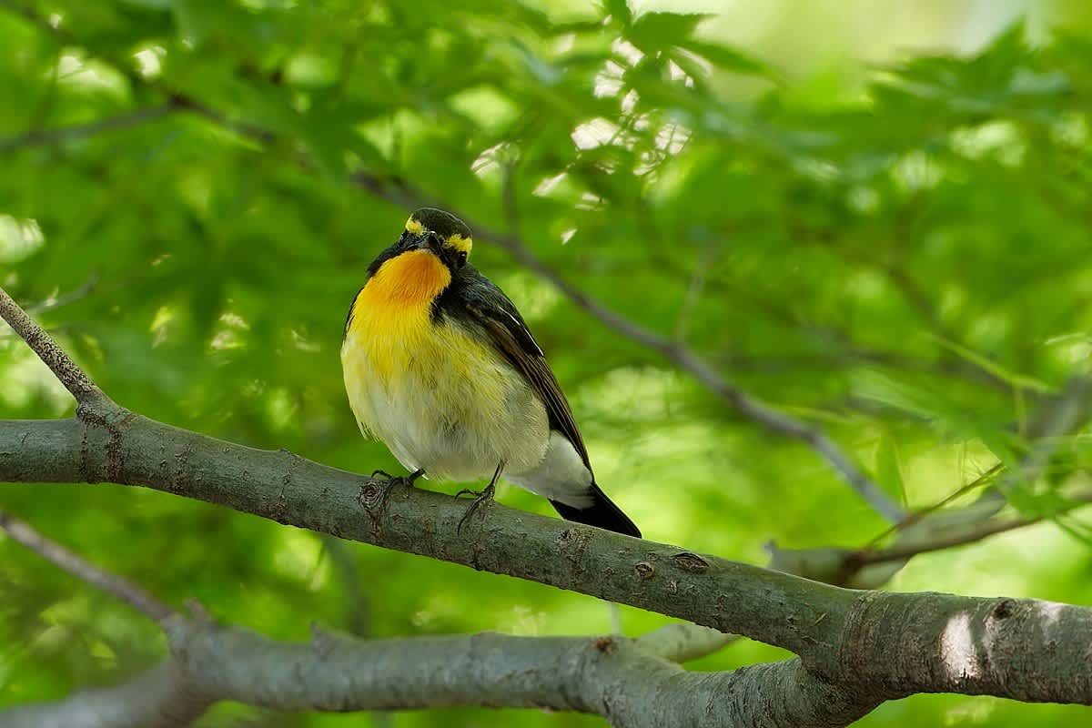 近所の池・・・今日もキビタキ♂！ - fukusuke:photo