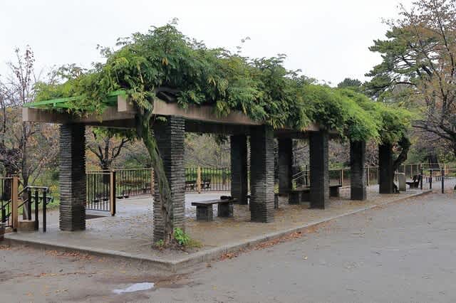 雨上がりの散歩 - ドラゴンのホームページ http://home.d06.itscom.net/dragon/ ブログ