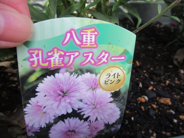 モンテディオ山形 J1昇格プレーオフに進出 - 水無月より