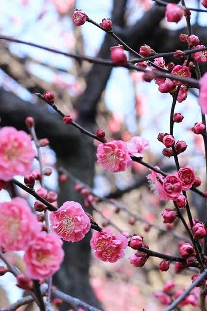 観蔵院と西嶺梅林と高砂公園 - ドラゴンのホームページ http://home.d06.itscom.net/dragon/ ブログ